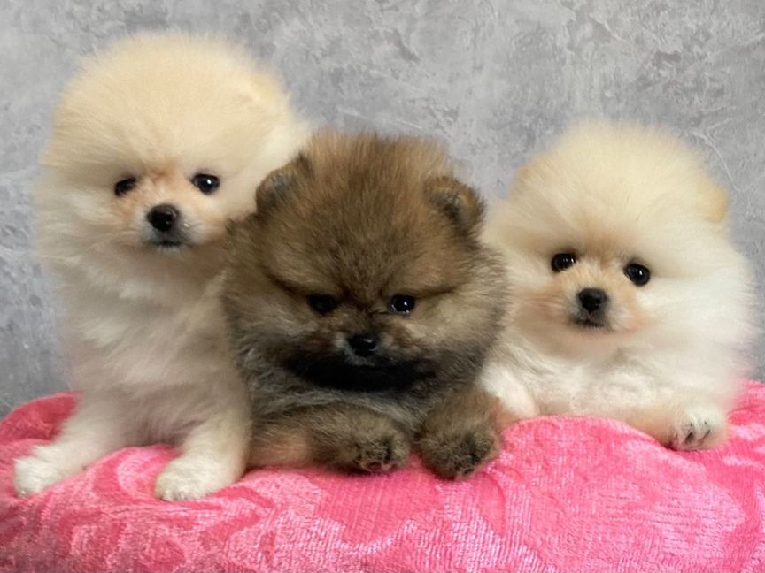 Шпиц помы девочки и мальчик