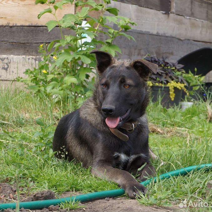 Щенок Балто