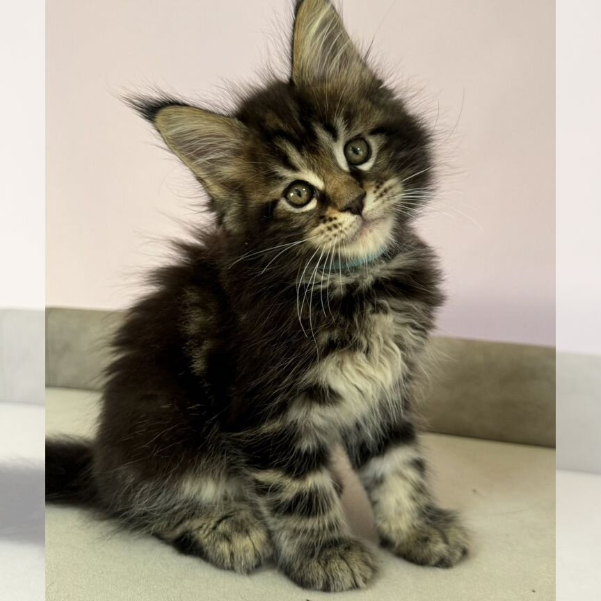 Мейн-кун мальчик