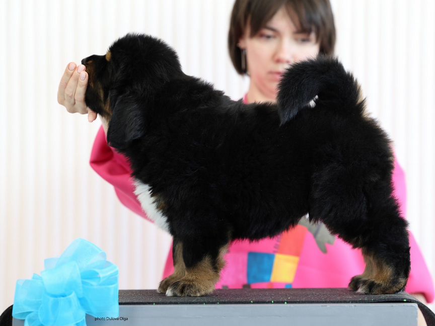 Щенки Тибетского Мастифа Шоу Перспектива