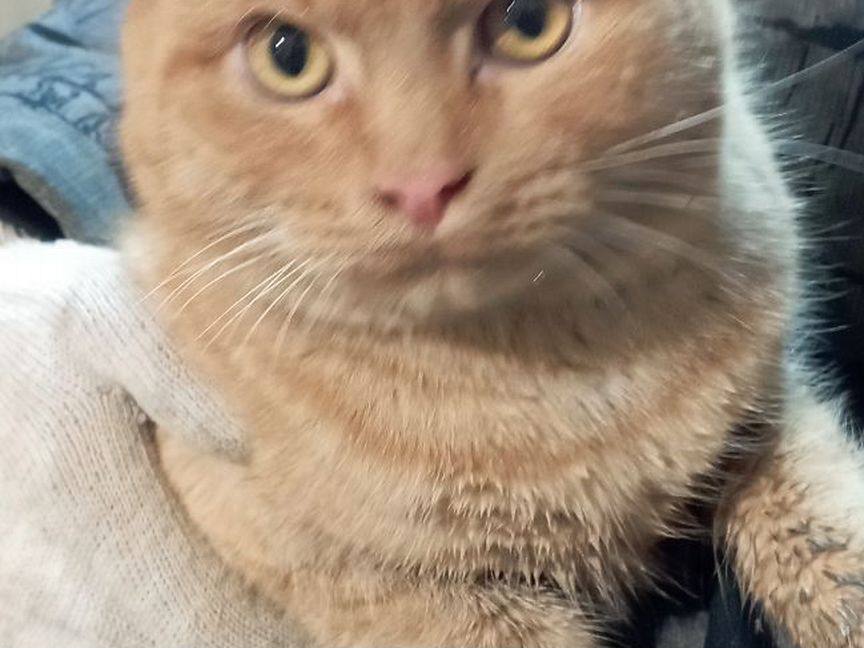 Коты отдам в добрые руки