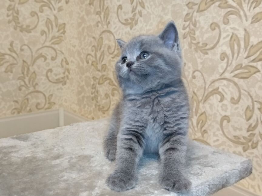 Британская