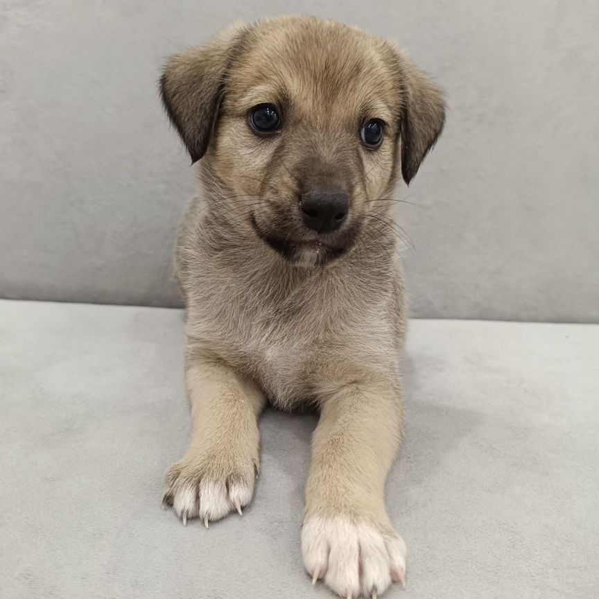 Щенок в добрые руки