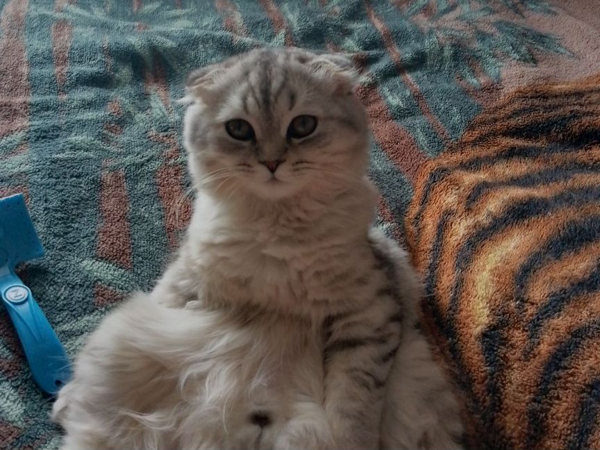 Шотландская