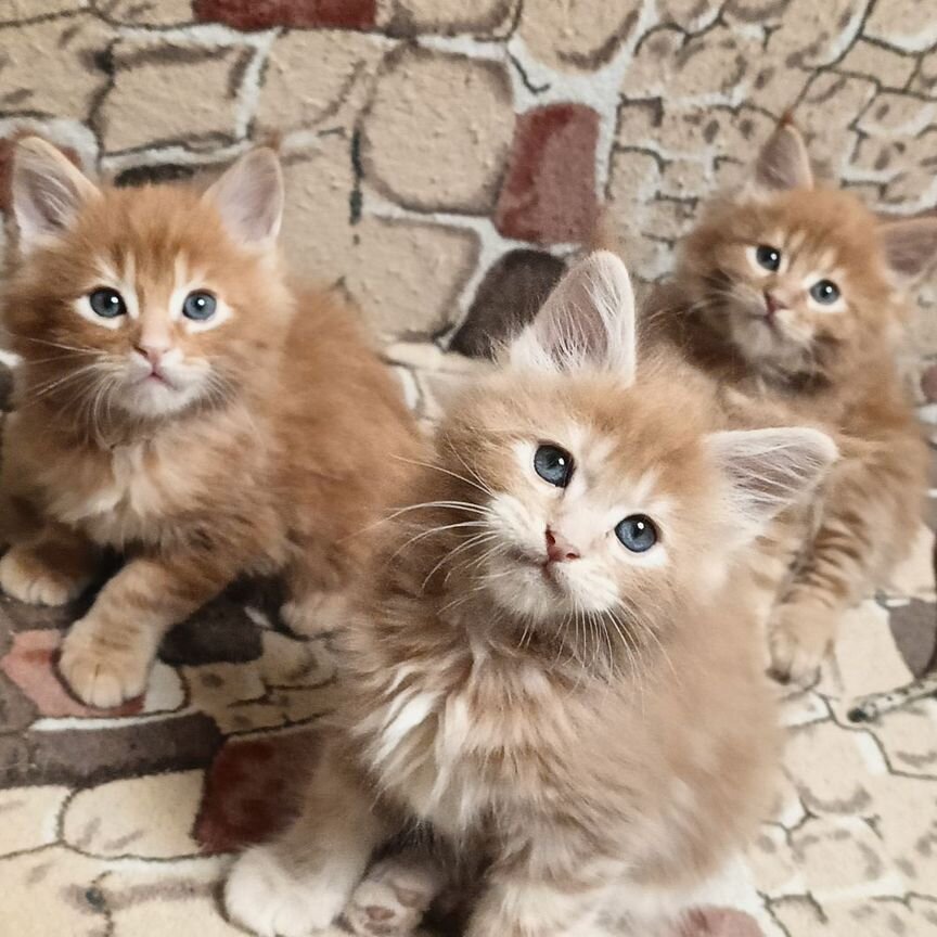 Котенок мальчик мейн-кун