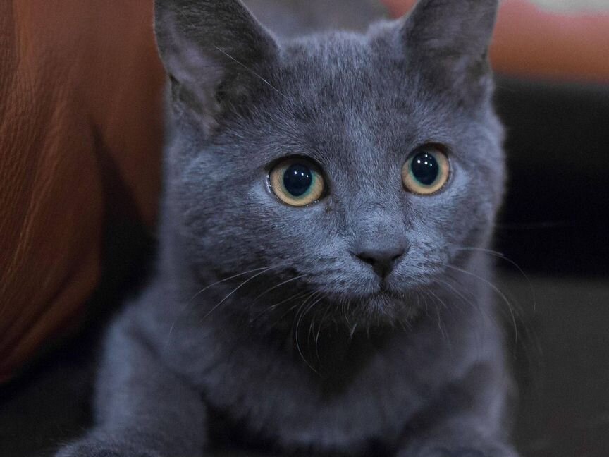 Ищем семью котику