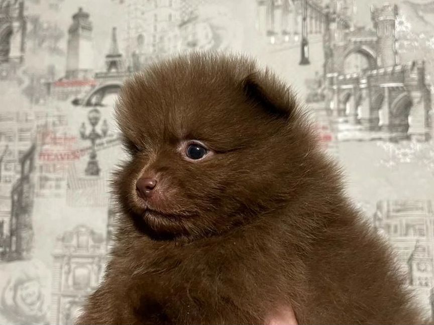 Красавцы шпицы