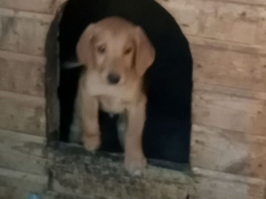 Русская гончая