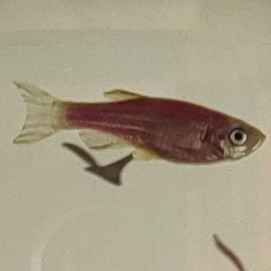 Аквариумные рыбки отдам Данио