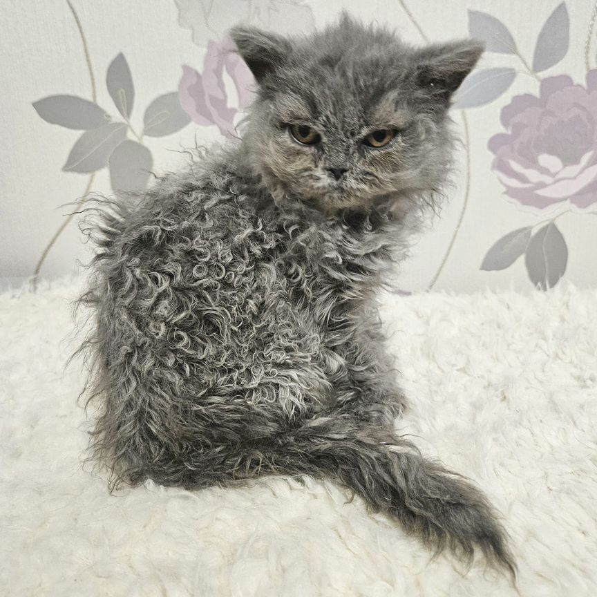 Селкирк-рекс длинношёрстный котёнок