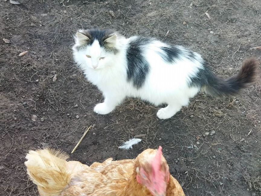 Деревенские котята для души