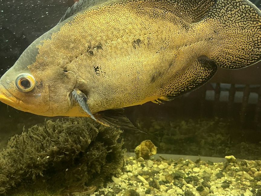 Астронотус