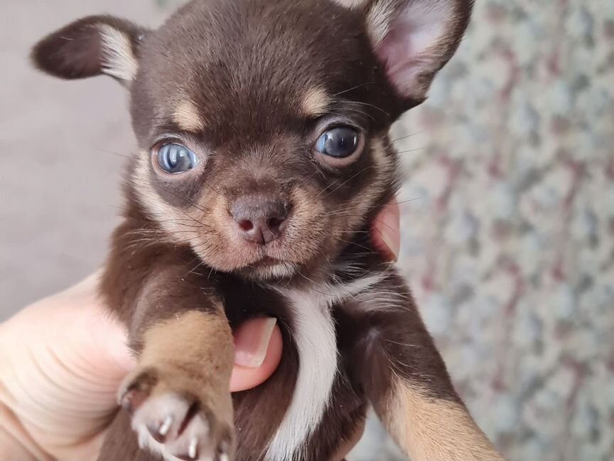 Щенки чихуахуа