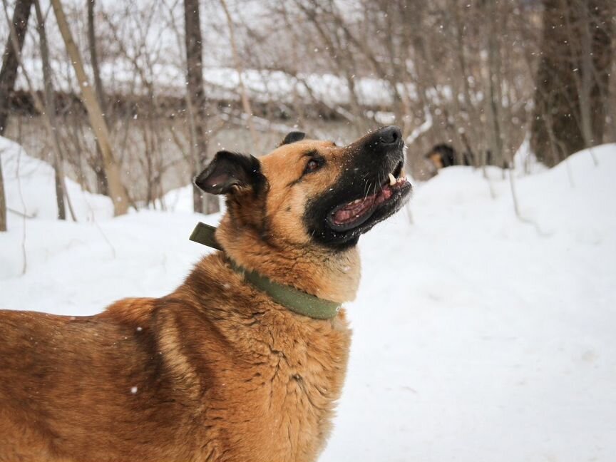 Джек В поисках дома