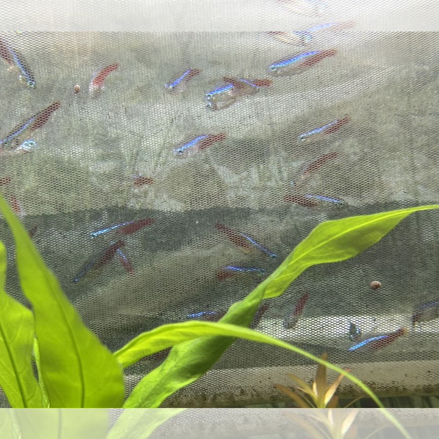 Рыбки неон голубой