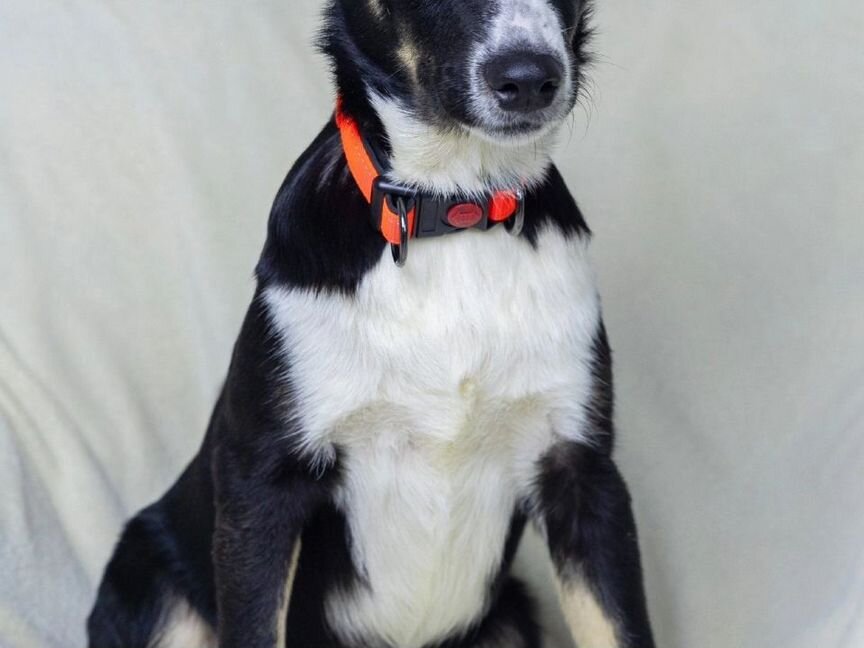 Собака Эльза