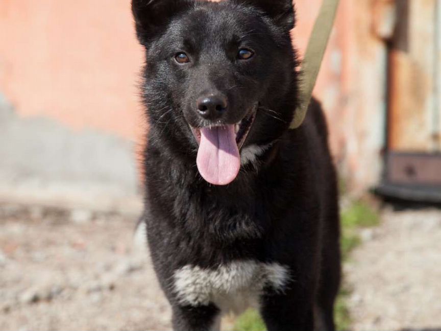 Маленький песик в добрые руки