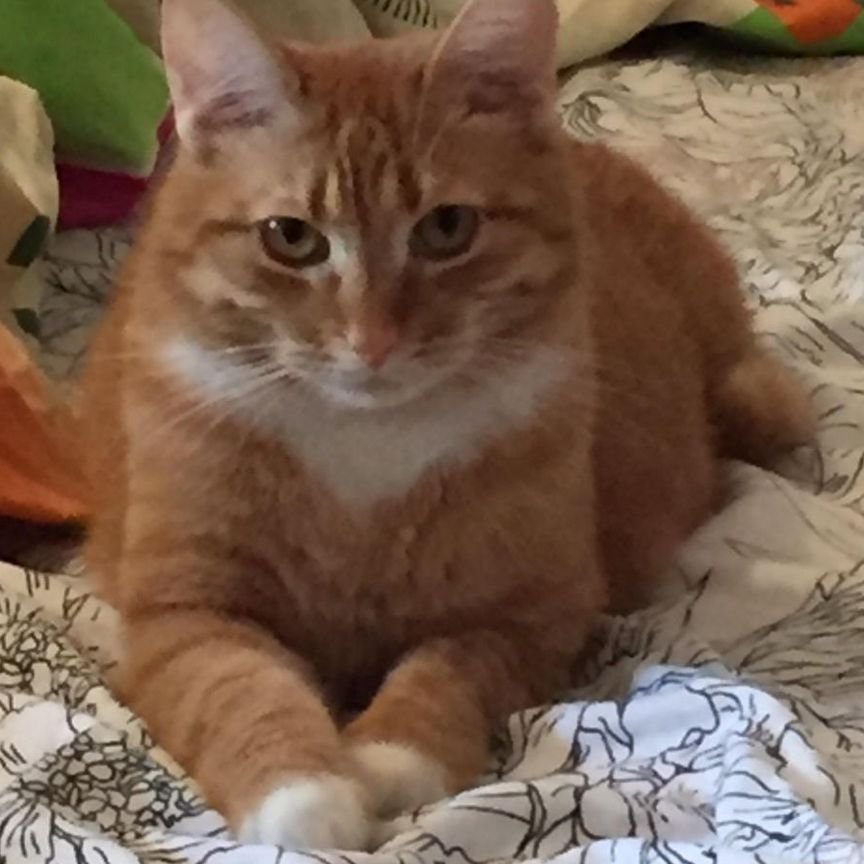 Котята юные красивые