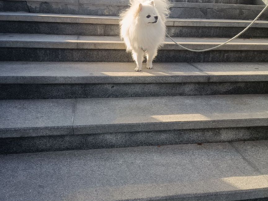 Немецкий шпиц вязка