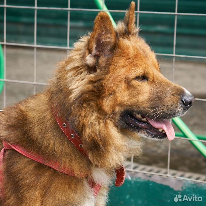 Рыжий пёс с огромной душой из приюта
