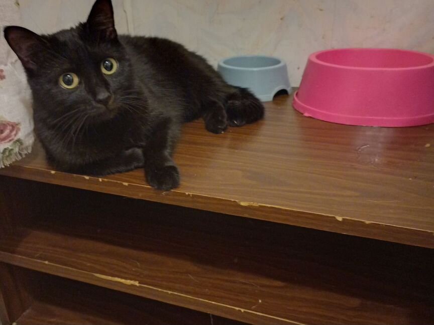 Кошечка Нора