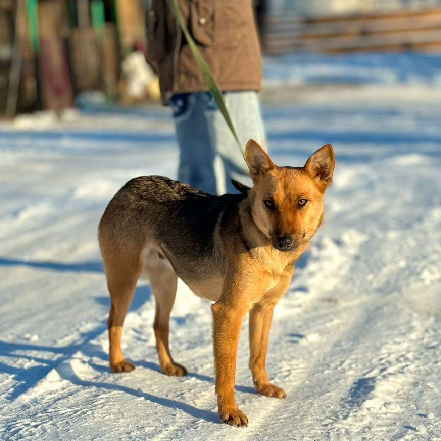 Щенок Рокси в добрые руки