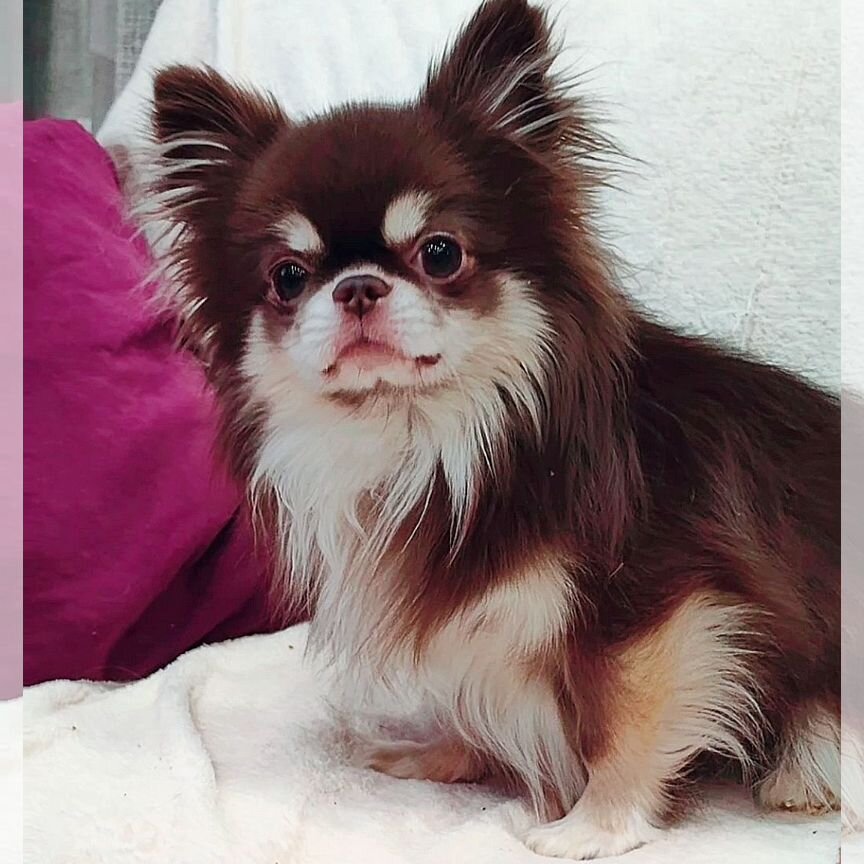 Чихуахуа, взрослый пёс