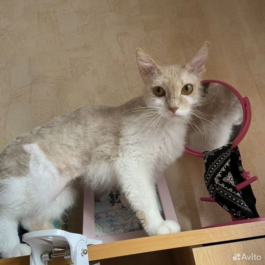 Кошка в дар