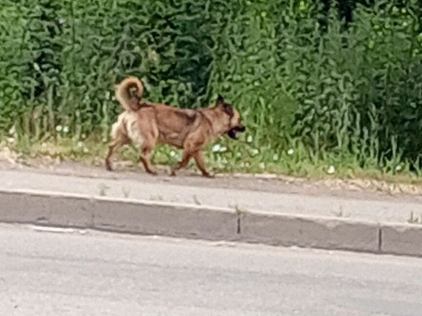 Собаки в добрые руки