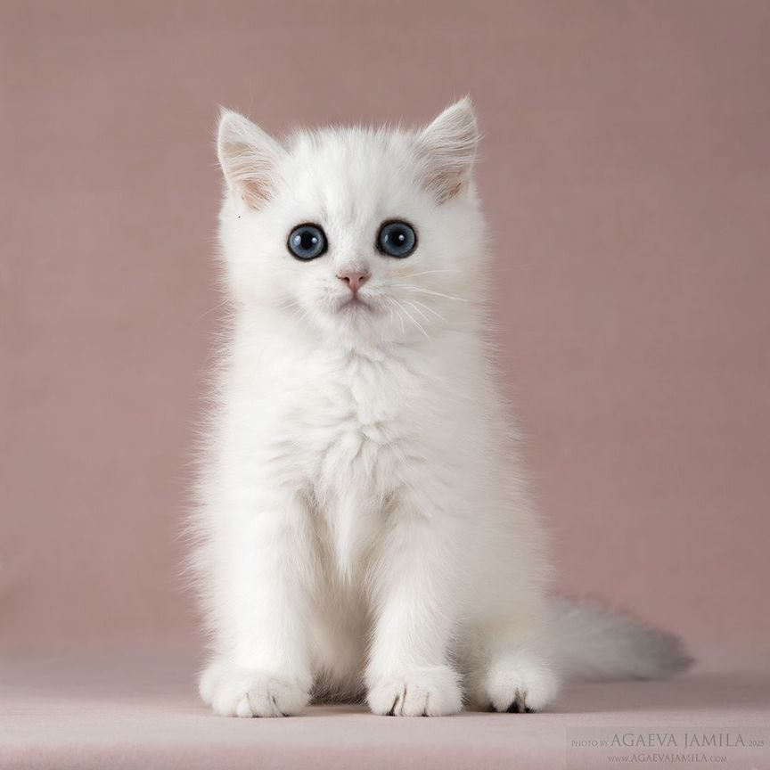 Котята серебристые британские шиншиллы