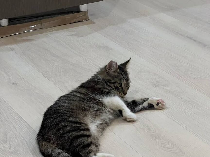 Котенок игрун