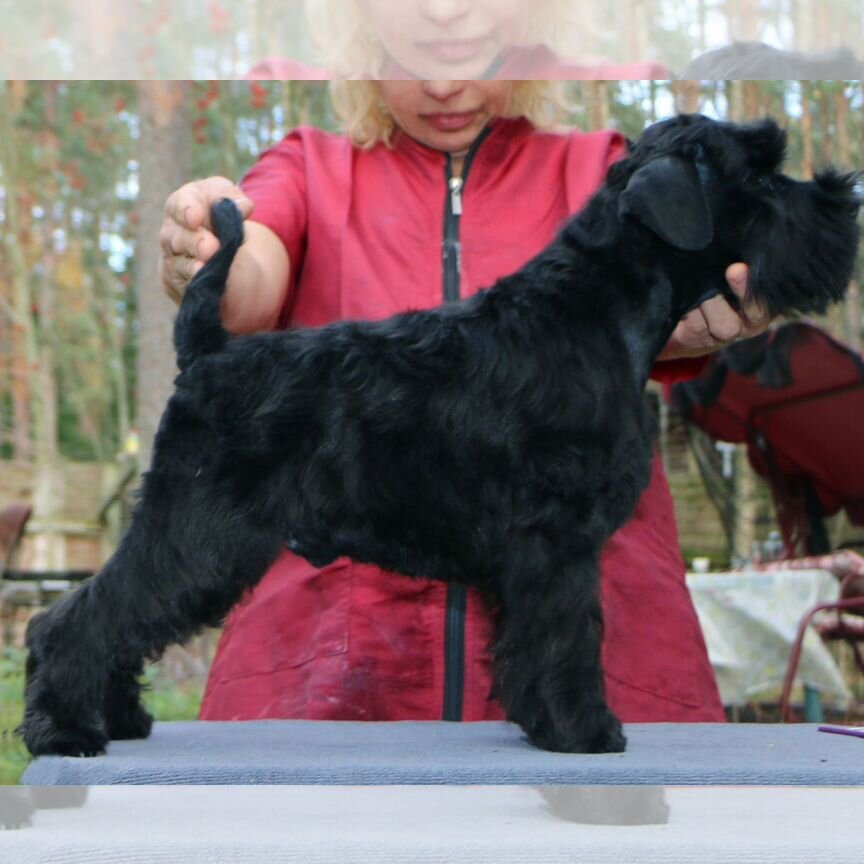 Цвергшнауцер щенок