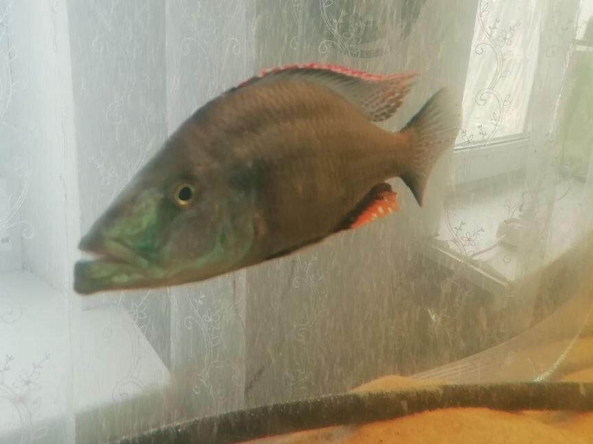 Хаплохромис длинорыл