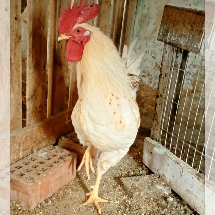 Петух молодой домашний