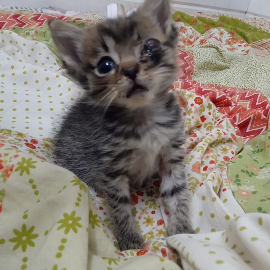 Котёнком метис ищет дом