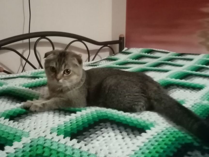 Шотландская кошка вязка
