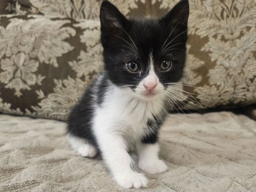 Кошки в добрые руки