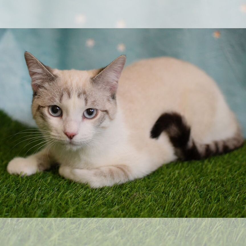 Као-мани котёнок