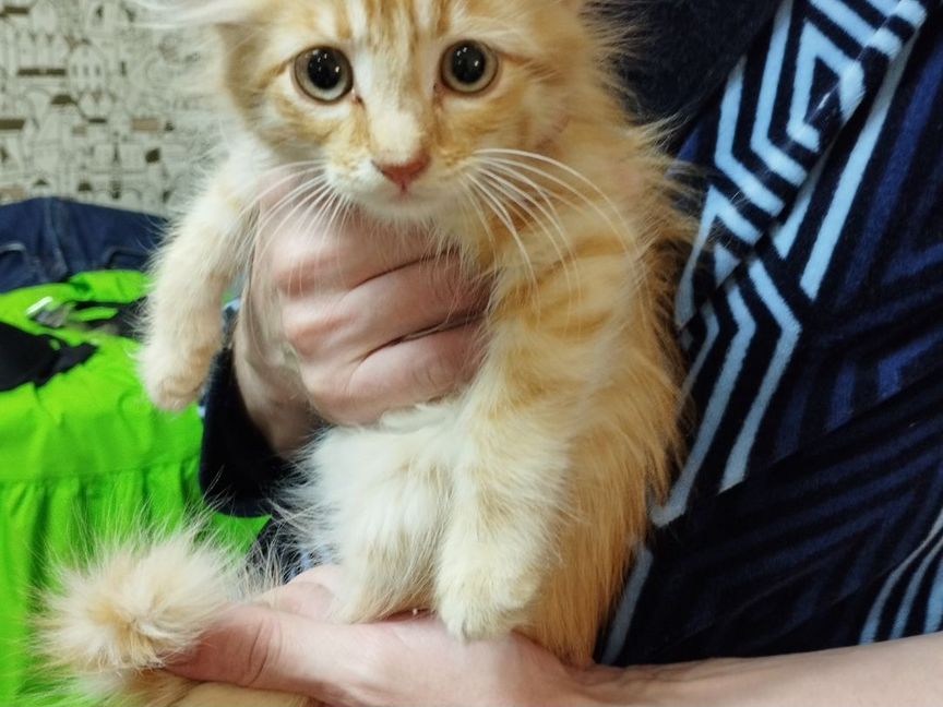 Котята в добрые руки бесплатно