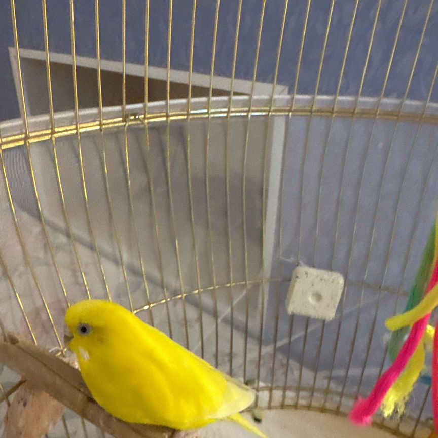 Волнистый попугай