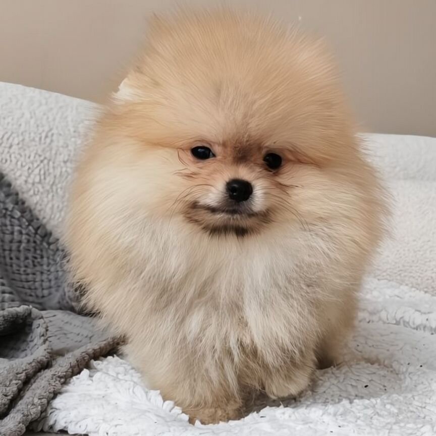 Померанский шпиц, щенок