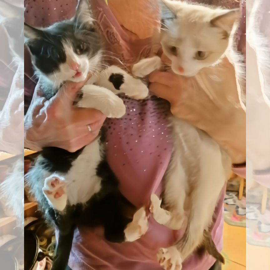 Сиамский котёнок