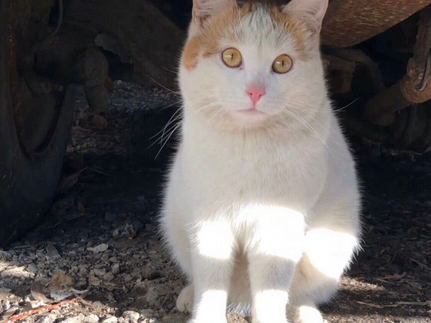 Котик Холмс ищет ответственные ручки
