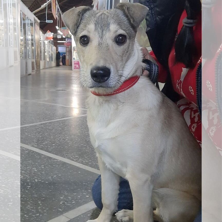 Щенок в добрые руки