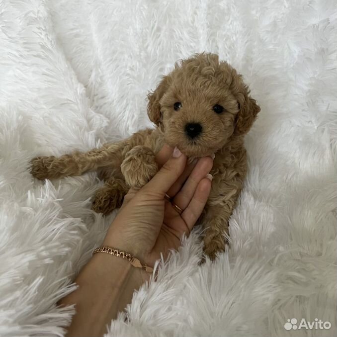 Мальтипу ф1 супер малыш кудряшка карамель