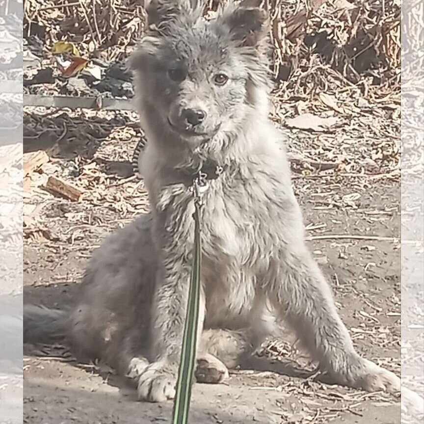 Щенок в добрые руки