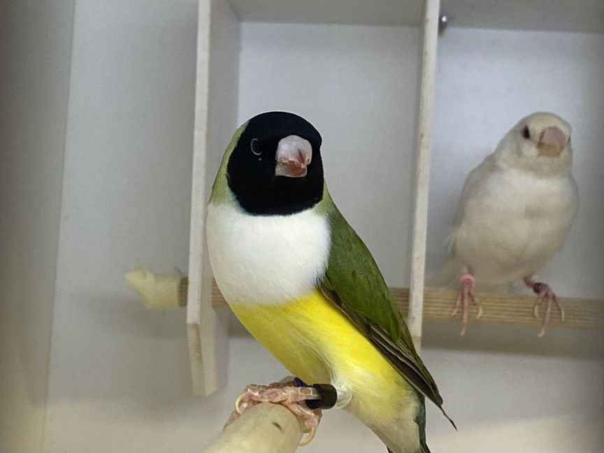 Амадины гульда