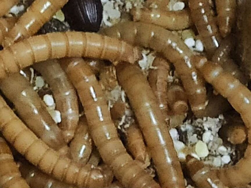 Мучной червь, мучник