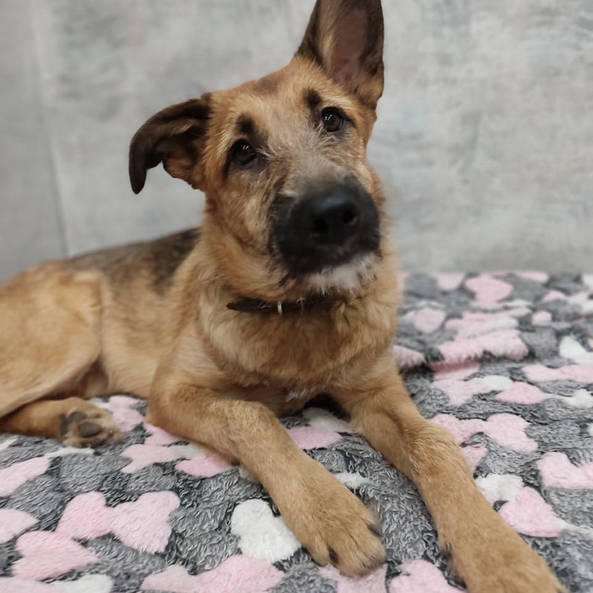 Машенька, 5 месяцев, в дар