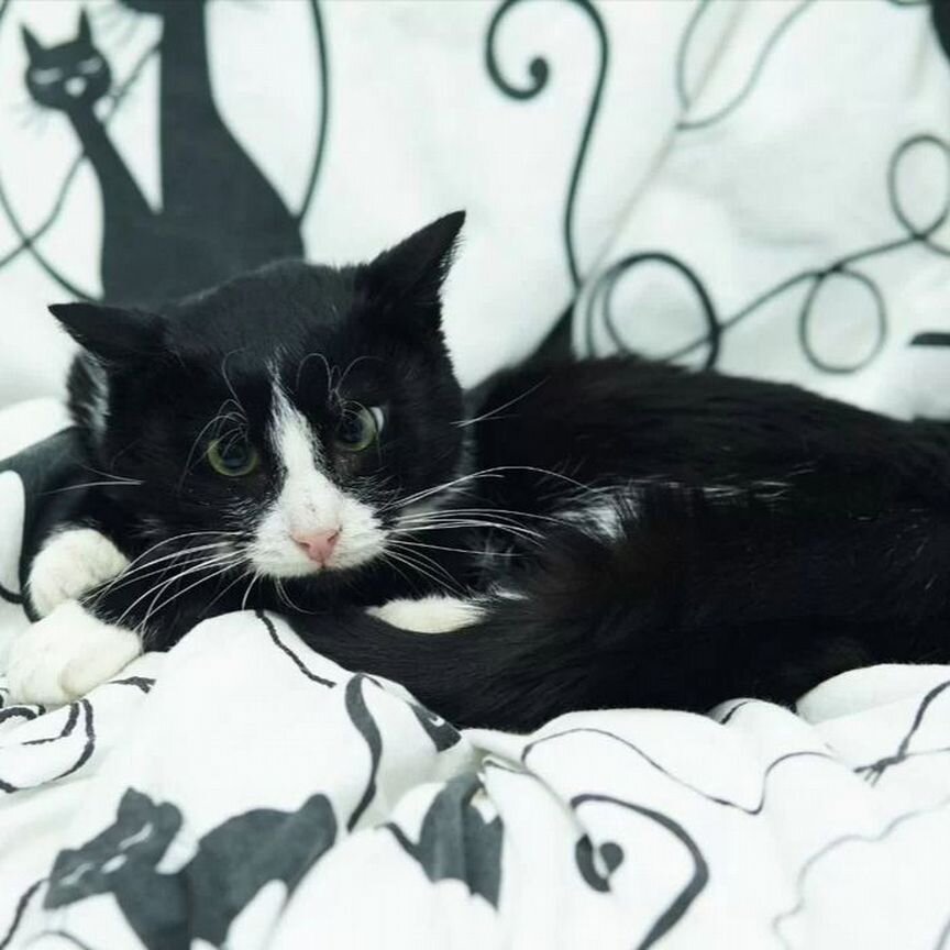 Взрослый кот в добрые руки